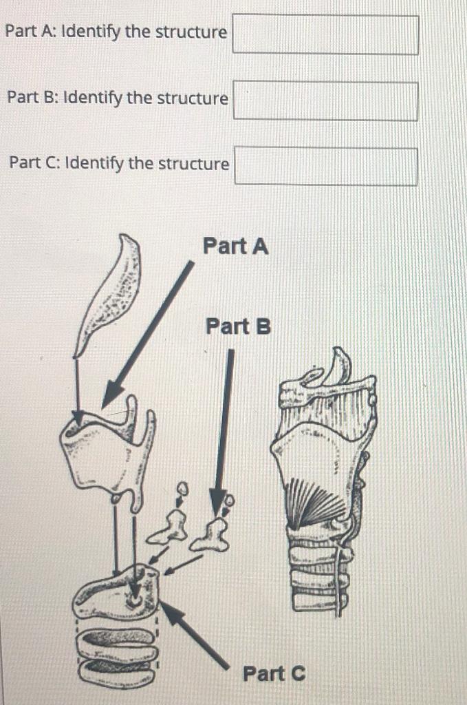 Solved Part A: Identify the structure Part B: Identify the | Chegg.com