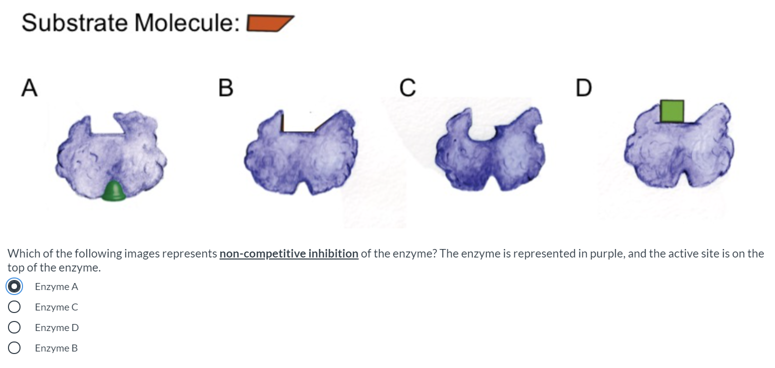 Solved Substrate Molecule: A B С D Which of the following | Chegg.com