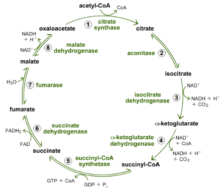 Solved The reactions of the citric acid cycle are shown in | Chegg.com