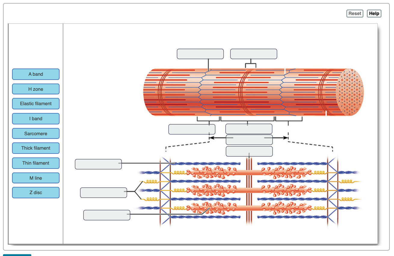 Solved Reset Help A band H zone Elastic filament I band | Chegg.com