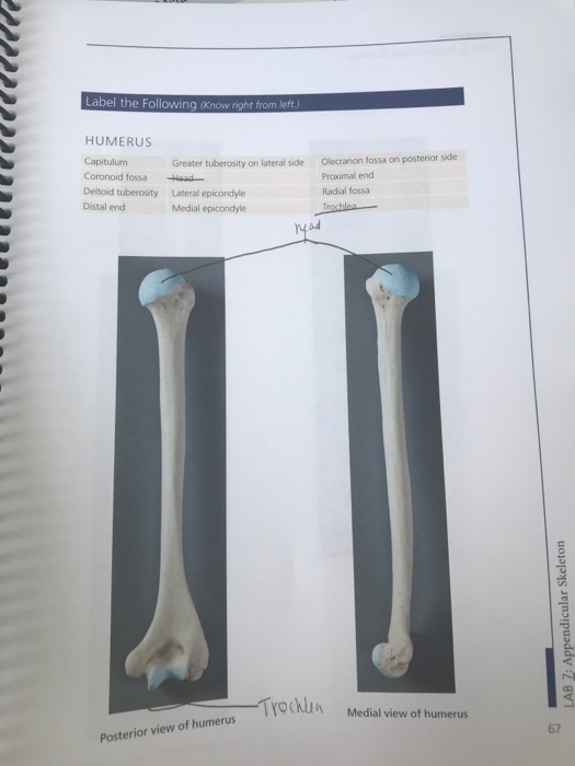 Solved Label the Following (Know right from left) HUMERUS | Chegg.com