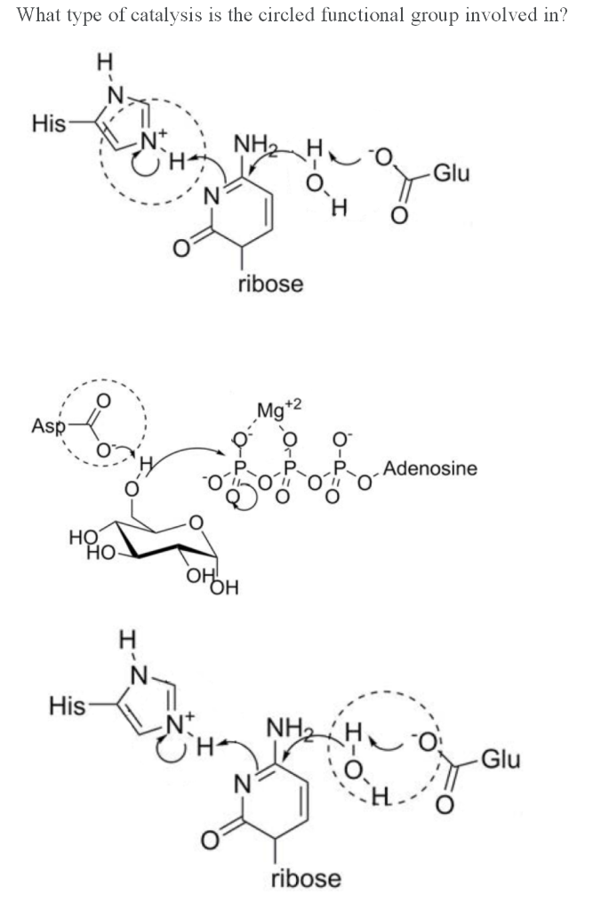 Solved What type of catalysis is the circled functional | Chegg.com
