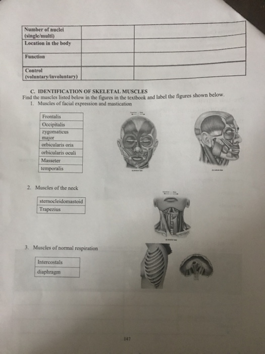 Solved Lab 13 - The Muscular System Objectives | Chegg.com