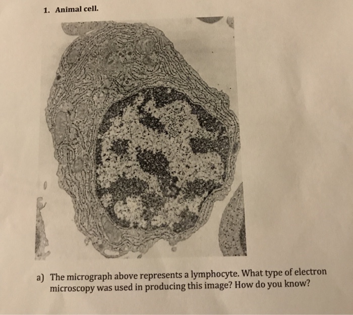 Solved 1. Animal cell. The micrograph above represents a | Chegg.com
