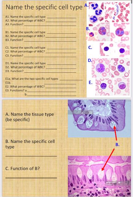 Solved Name the specific cell type A. A1. Name the specific | Chegg.com