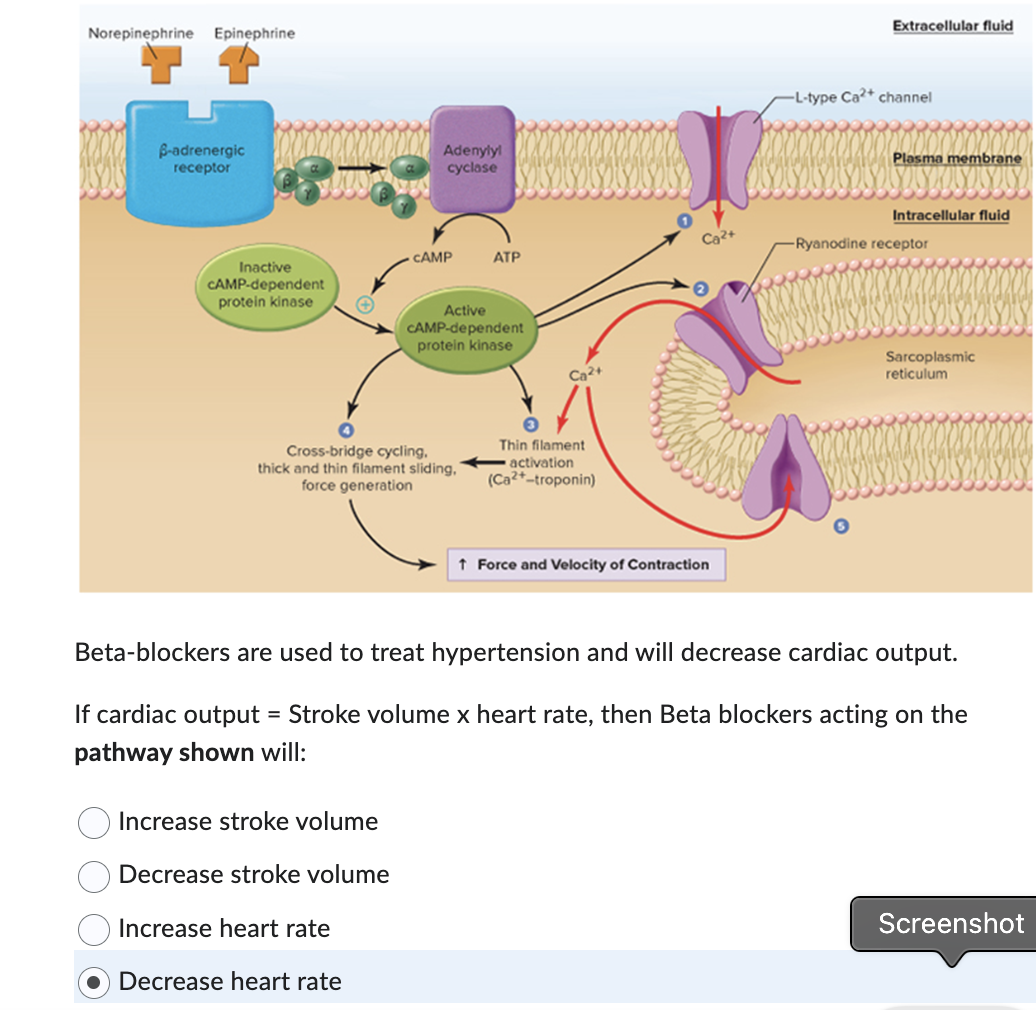 Solved Beta-blockers are used to treat hypertension and will | Chegg.com