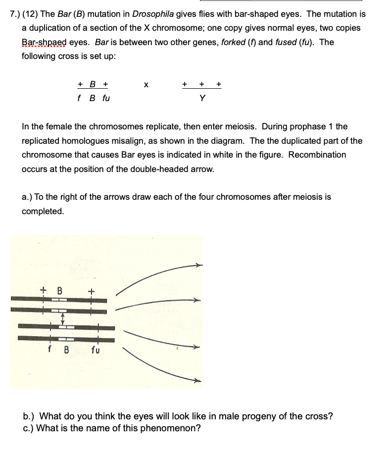 Solved 7.) (12) The Bar (B) mutation in Drosophila gives | Chegg.com