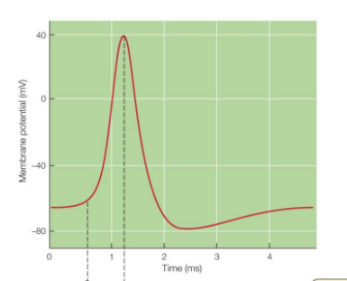 Solved 40 Membrane potential (mv) 송 40 -80 0 3 2 Time (ms) | Chegg.com
