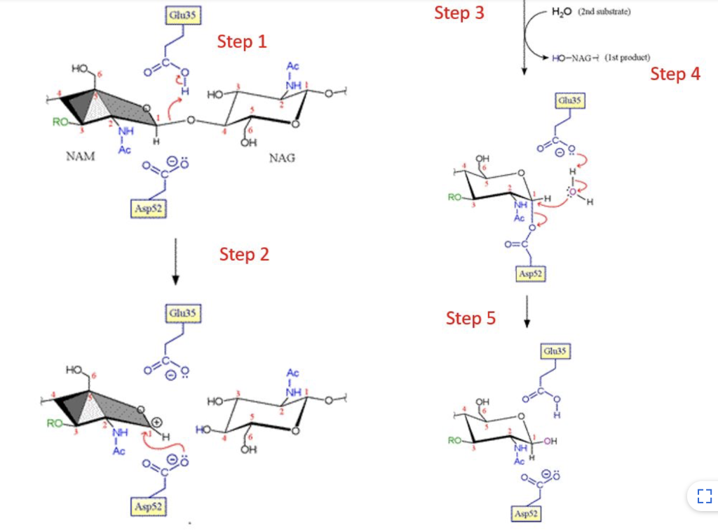 Solved Glu35 Step 3 H2O (2nd substrate) Step 1 HO-NAG- (1st | Chegg.com