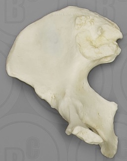 JUST ANSWER QUESTIONS NO EXPLAINATION NEEDED Question | Chegg.com