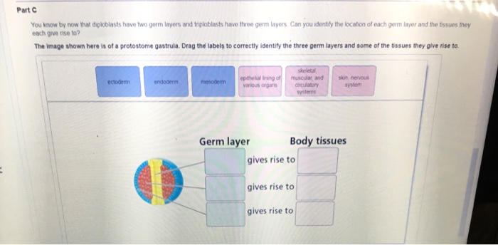 Solved Part You know by now that diploblasts have two germ | Chegg.com