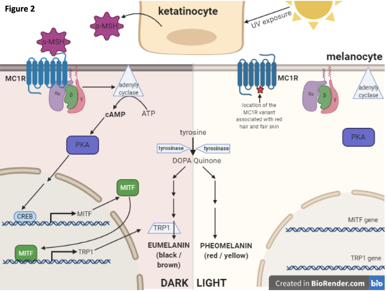 Solved In addition to normal variations in pigmentation, | Chegg.com