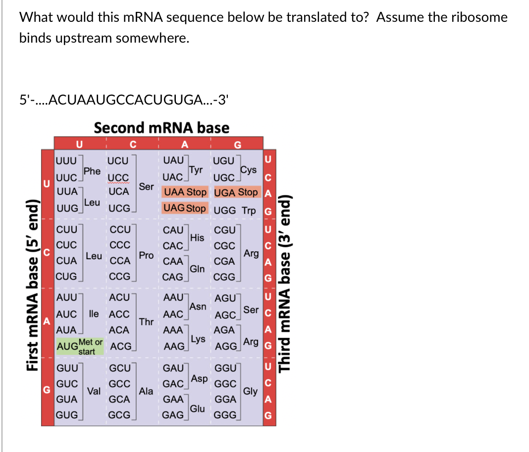 Solved What would this mRNA sequence below be translated to? | Chegg.com