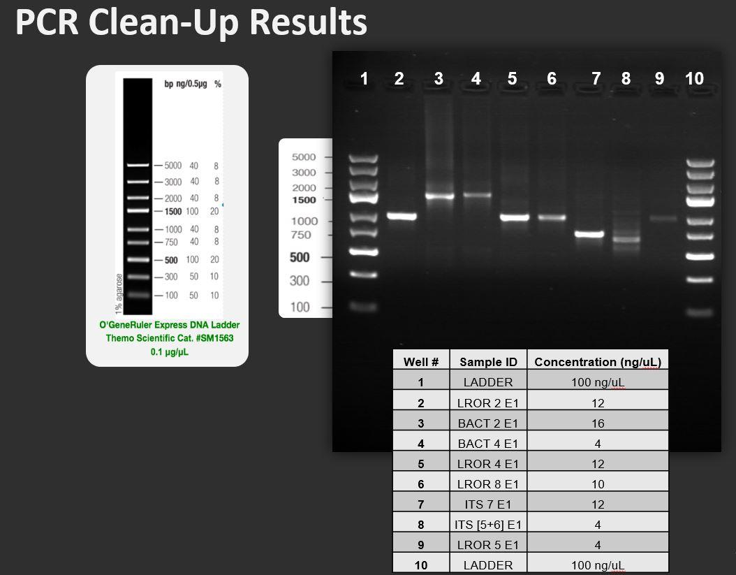 PCR Clean-Up Results Well # Cloning Method & Group 1 | Chegg.com
