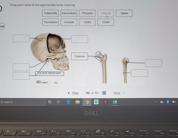 Solved Drag each label to the appropriate bone marking. | Chegg.com