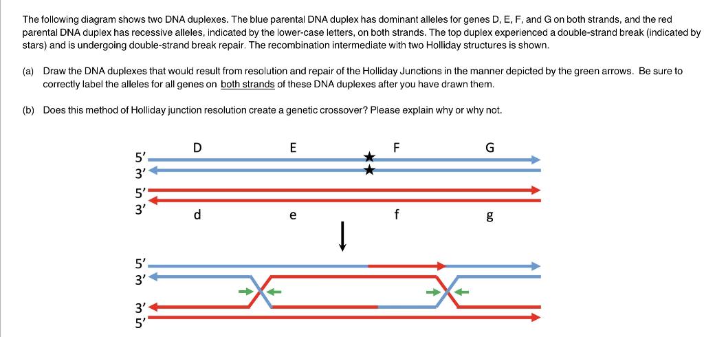 The following diagram shows two DNA duplexes. The | Chegg.com