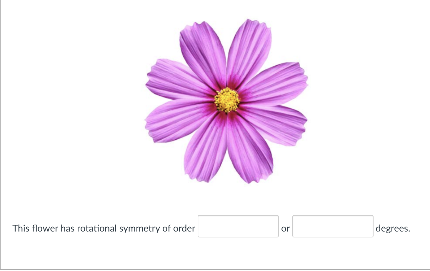 Rotational Symmetry Flower