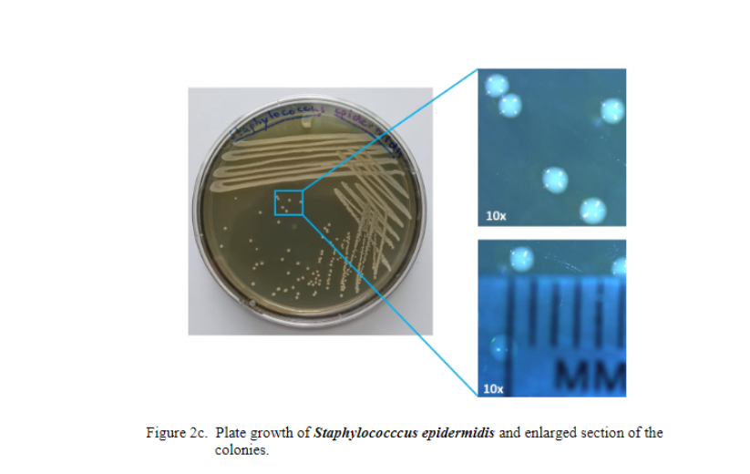 Solved 1. Observe the three bacterial species (Figures 2a, | Chegg.com Solved 1. Observe the three bacterial species (Figures 2a, | Chegg.com