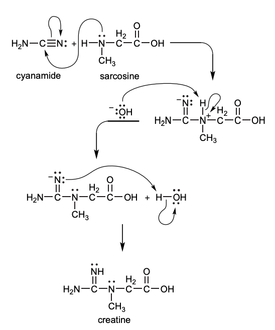 Solved This is the mechanism of creatine. Explain the | Chegg.com