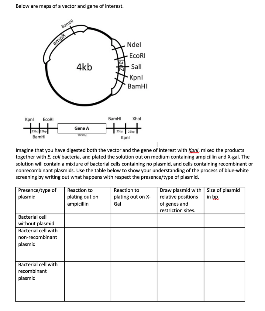 Solved Below are maps of a vector and gene of interest. | Chegg.com