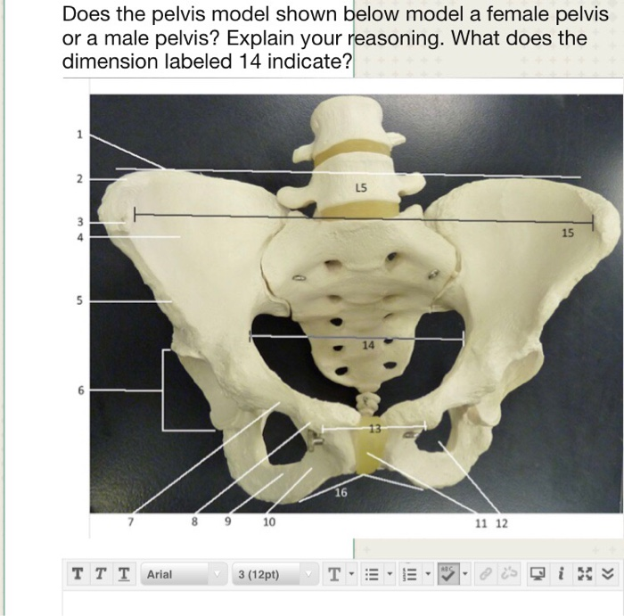 Solved ESTION 1 6 points Save Answer Identify the bones | Chegg.com Solved ESTION 1 6 points Save Answer Identify the bones | Chegg.com