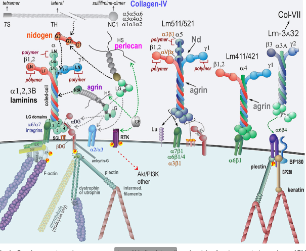 Solved tetramer lateral Col-VII 7S TH nidogen polymer | Chegg.com