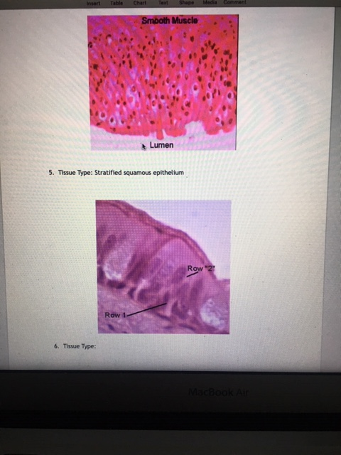 Solved Lab 3: Tissues Assignment Identify the following | Chegg.com