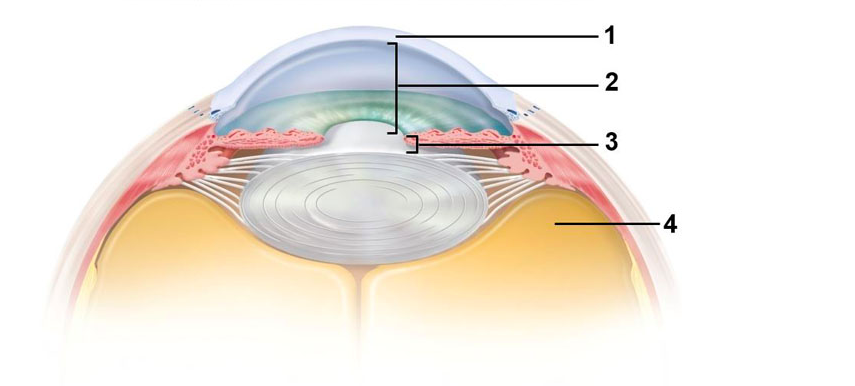 Solved Name the Structure labeled in 2 (Options | Chegg.com