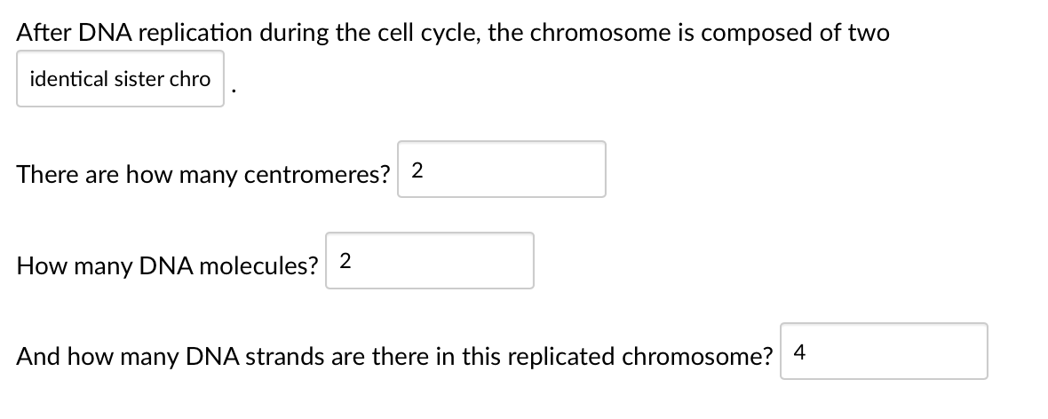 Solved After DNA replication during the cell cycle, the | Chegg.com