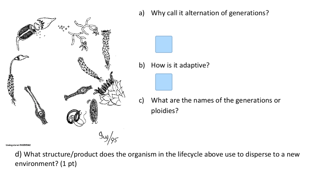 Solved 4) The alternation of generations lifecycle in plants | Chegg.com