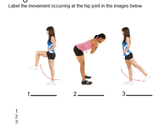 Solved Label the movement occurring at the hip joint in the | Chegg.com