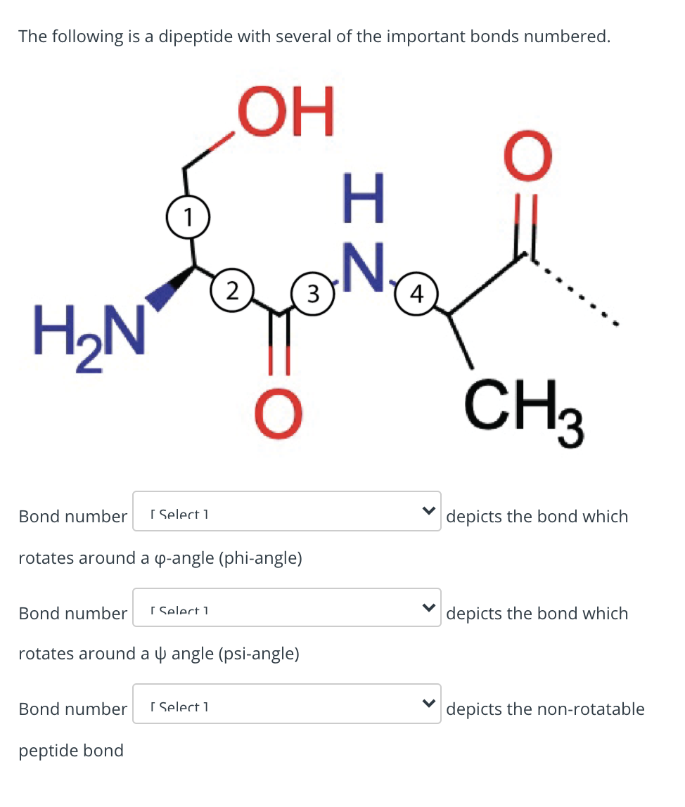 Solved The following is a dipeptide with several of the | Chegg.com