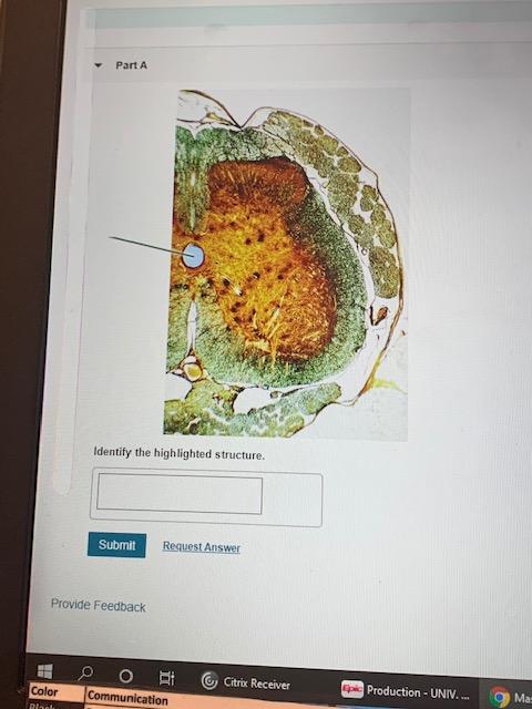 Solved Part A Identify the highlighted structure. Submit | Chegg.com