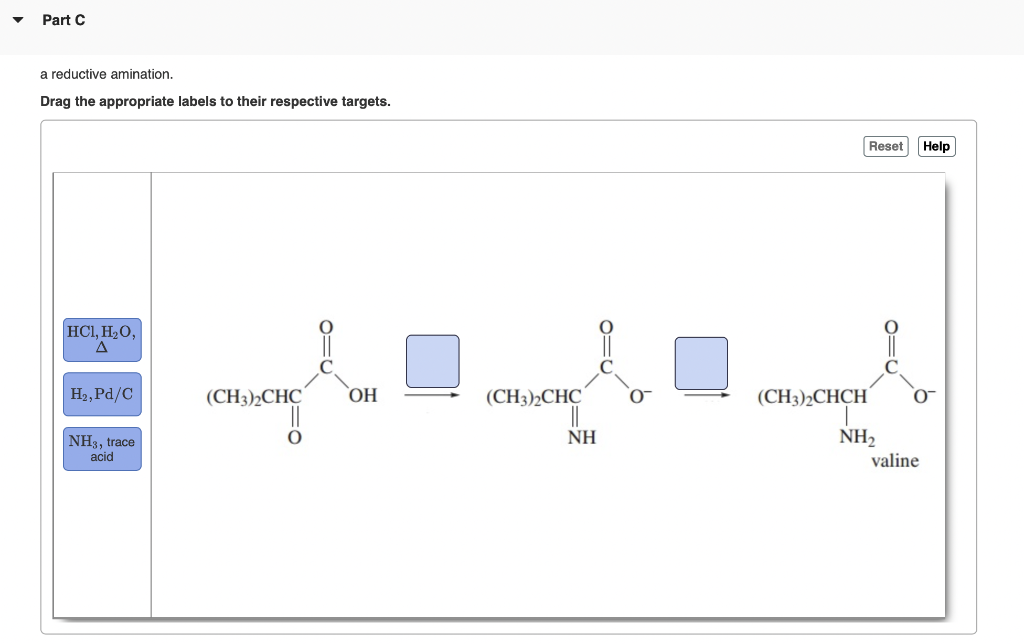 Solved a reductive amination. Drag the appropriate labels to | Chegg.com