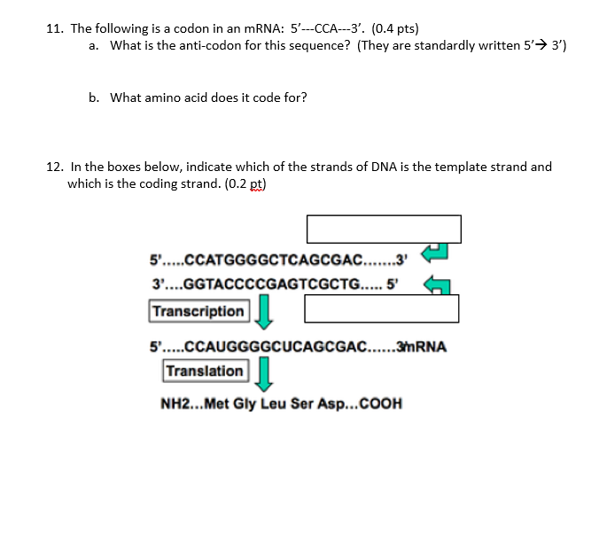Solved 11. The following is a codon in an mRNA: | Chegg.com