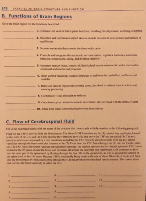 Solved A. Brain Structure Label the structures in Figures | Chegg.com