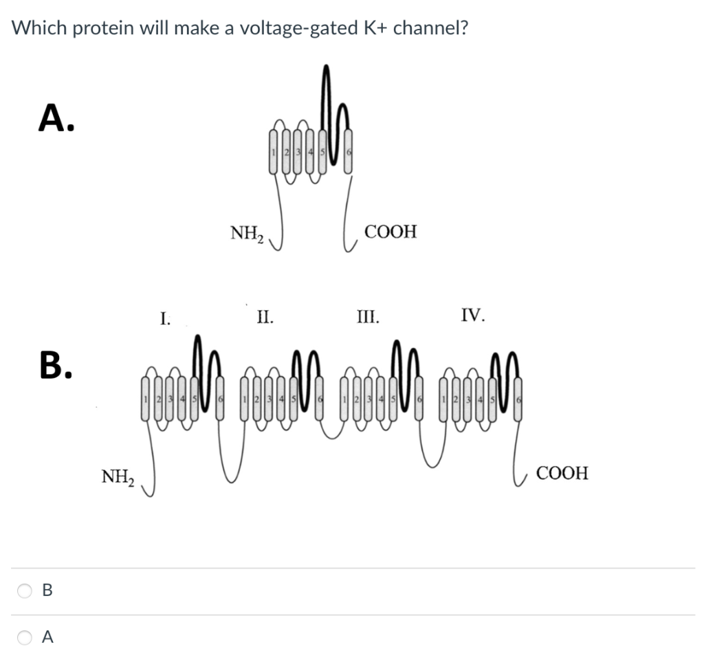 Solved Which protein will make a voltage-gated K+ channel? | Chegg.com