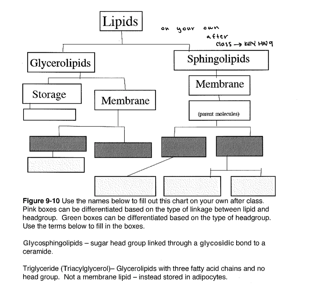 Solved Lipids on your own after class → KEY HWq | Chegg.com