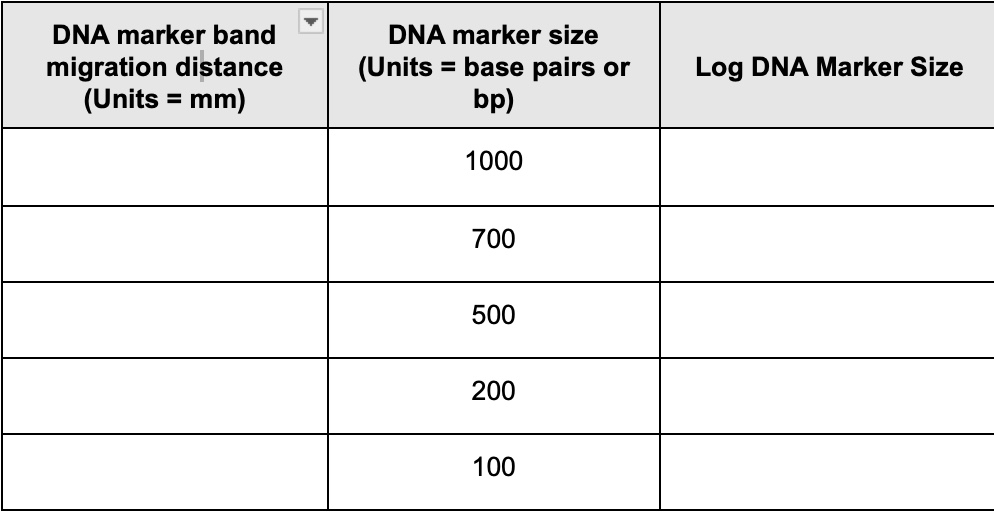 Your spreadsheet should include: your DNA marker | Chegg.com