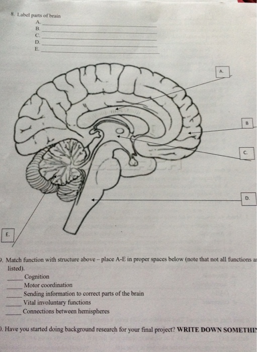 Solved Labels parts of brain Match function with structure | Chegg.com