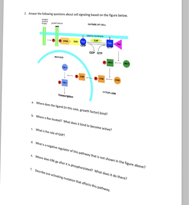 Solved 2 Answer the following questions about cell signaling | Chegg.com