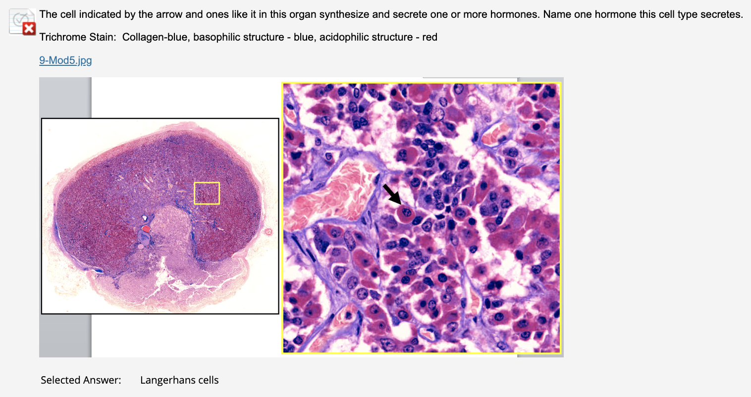 Solved The cell indicated by the arrow and ones like it in | Chegg.com