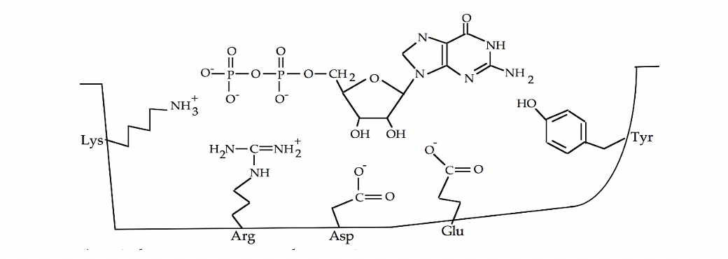 Solved Lys(ine) and Arg(enine) side chains can either be | Chegg.com