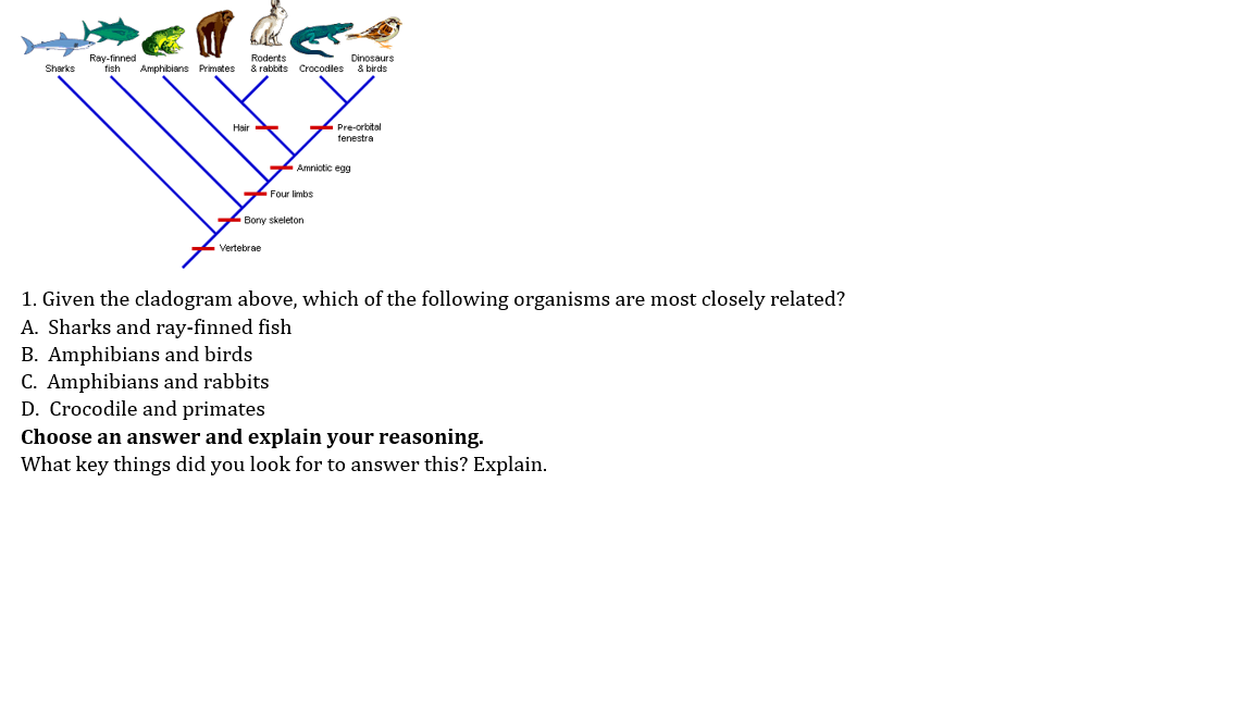 Solved Sharks Ray-finned fish Amphibians Primates Rodents | Chegg.com