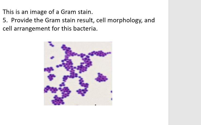 Solved This is an image of a Gram stain. 4. Provide the Gram | Chegg.com