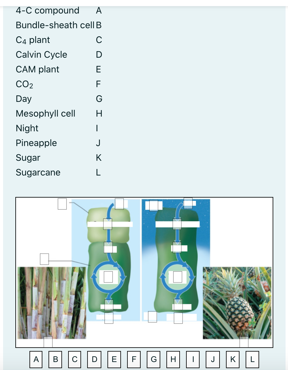 Solved 4-C compound A Bundle-sheath cell B C4 plant С Calvin | Chegg.com