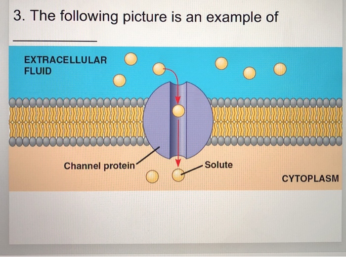 Channel Protein Diagram