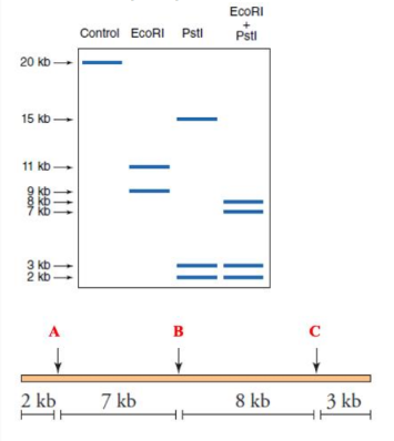 Solved Restriction enzymes are used to construct restriction | Chegg.com