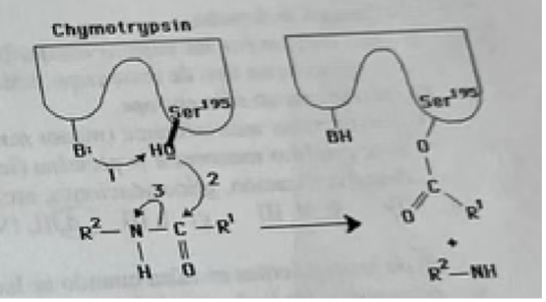 Solved In the diagram shown the first step of chymotrypsin, | Chegg.com