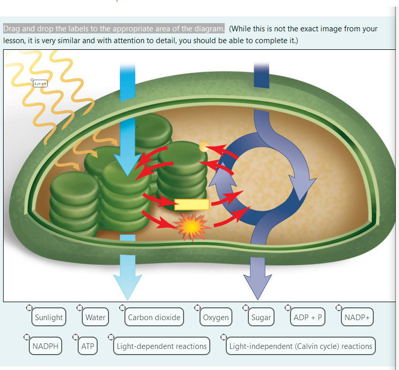 Solved Drag and drop the labels to the appropriate area of | Chegg.com